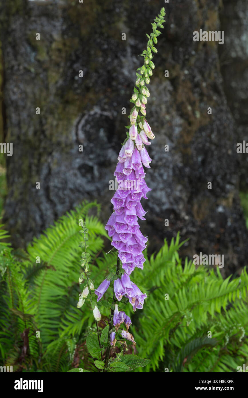 Purple Foxglove (Digitalis purpurea) flowering, Redwood National Park ...