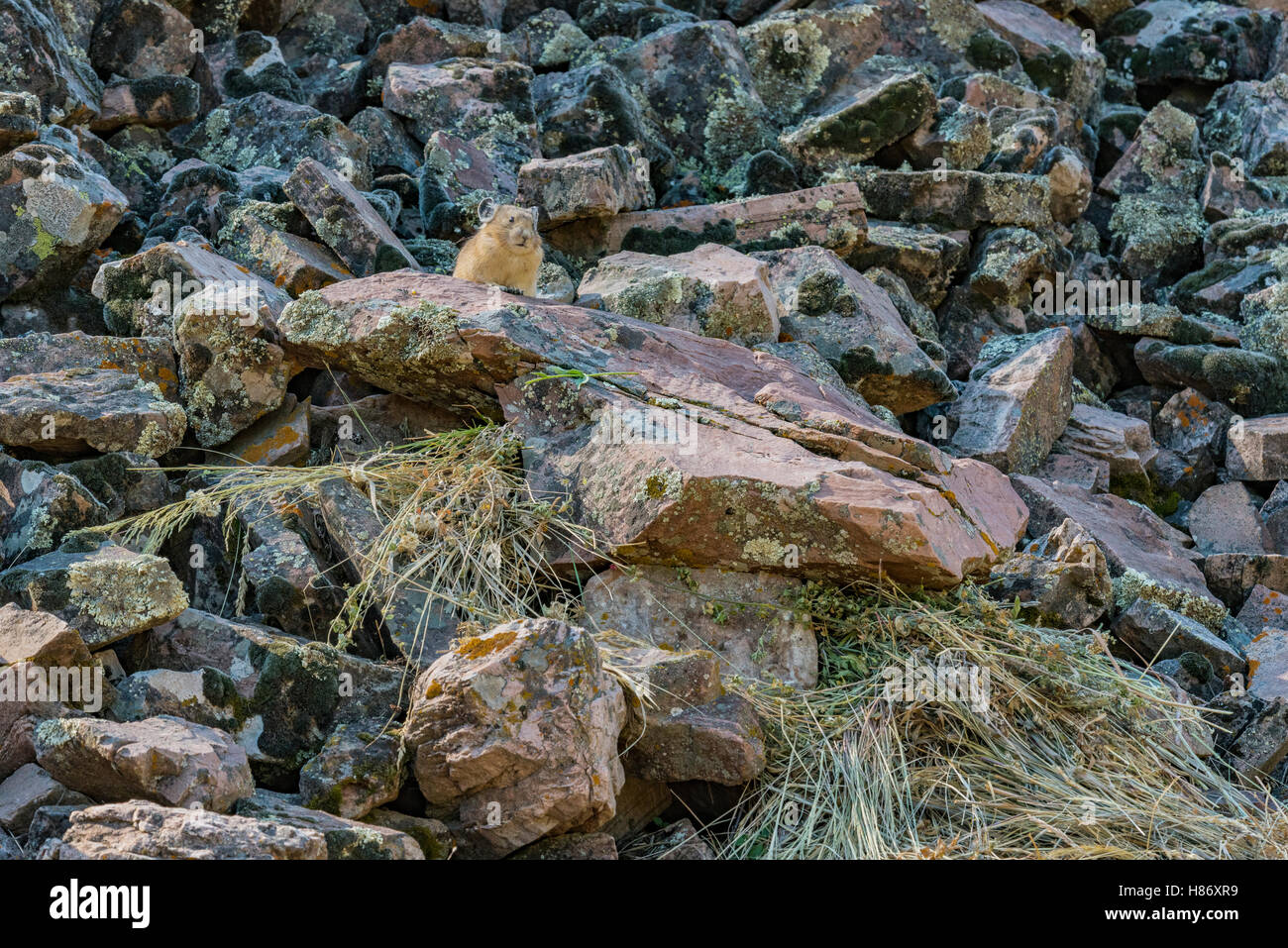 American Pika (Ochotona princeps) at hay pile, Bridger-Teton National ...