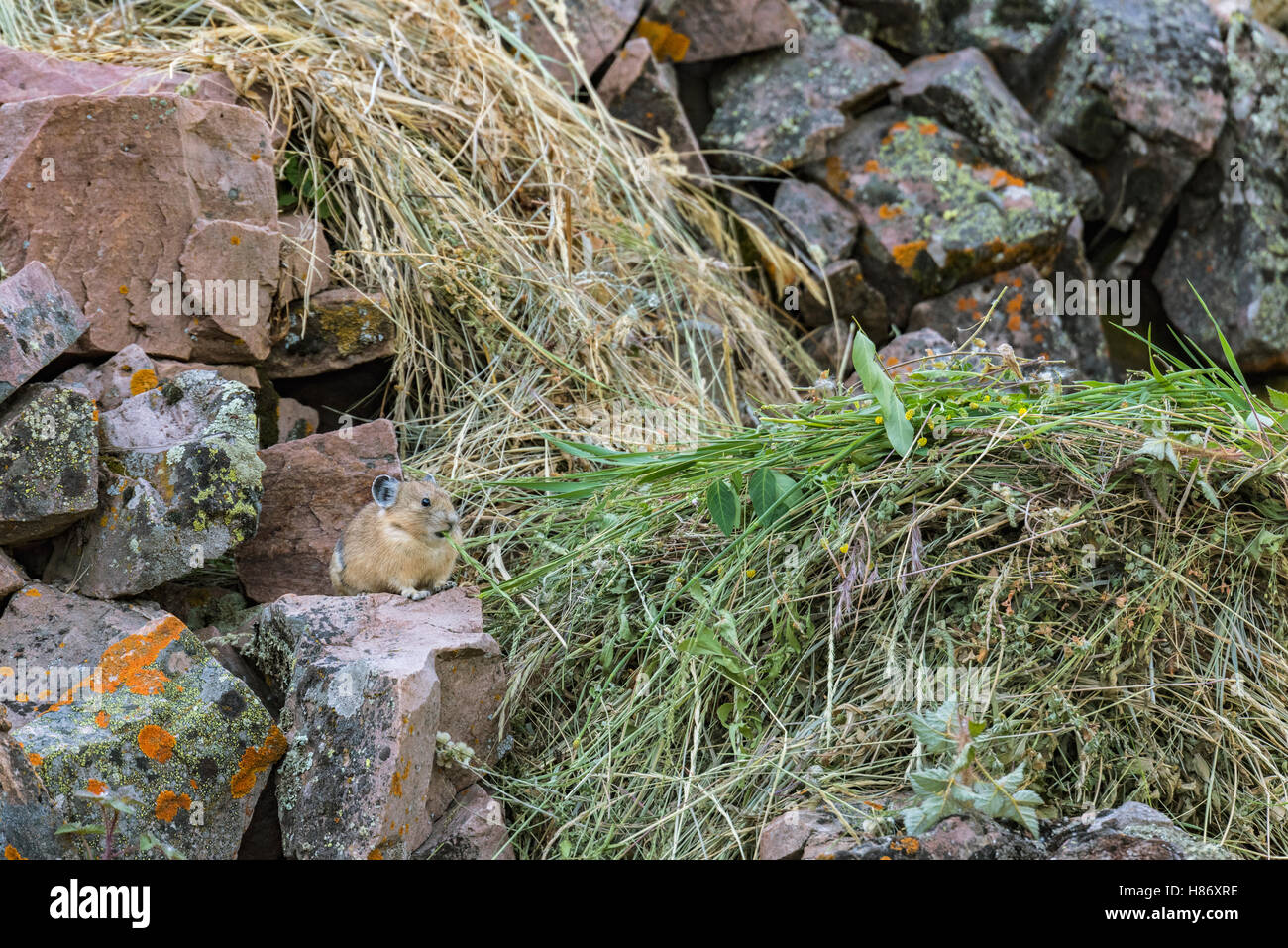 American Pika (Ochotona princeps) at hay pile, Bridger-Teton National ...