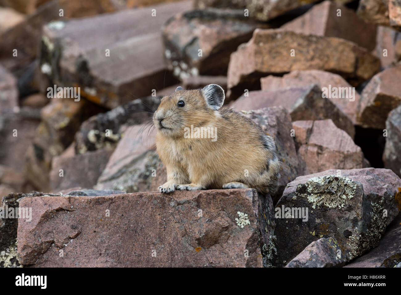 American Pika (Ochotona princeps), Bridger-Teton National Forest ...
