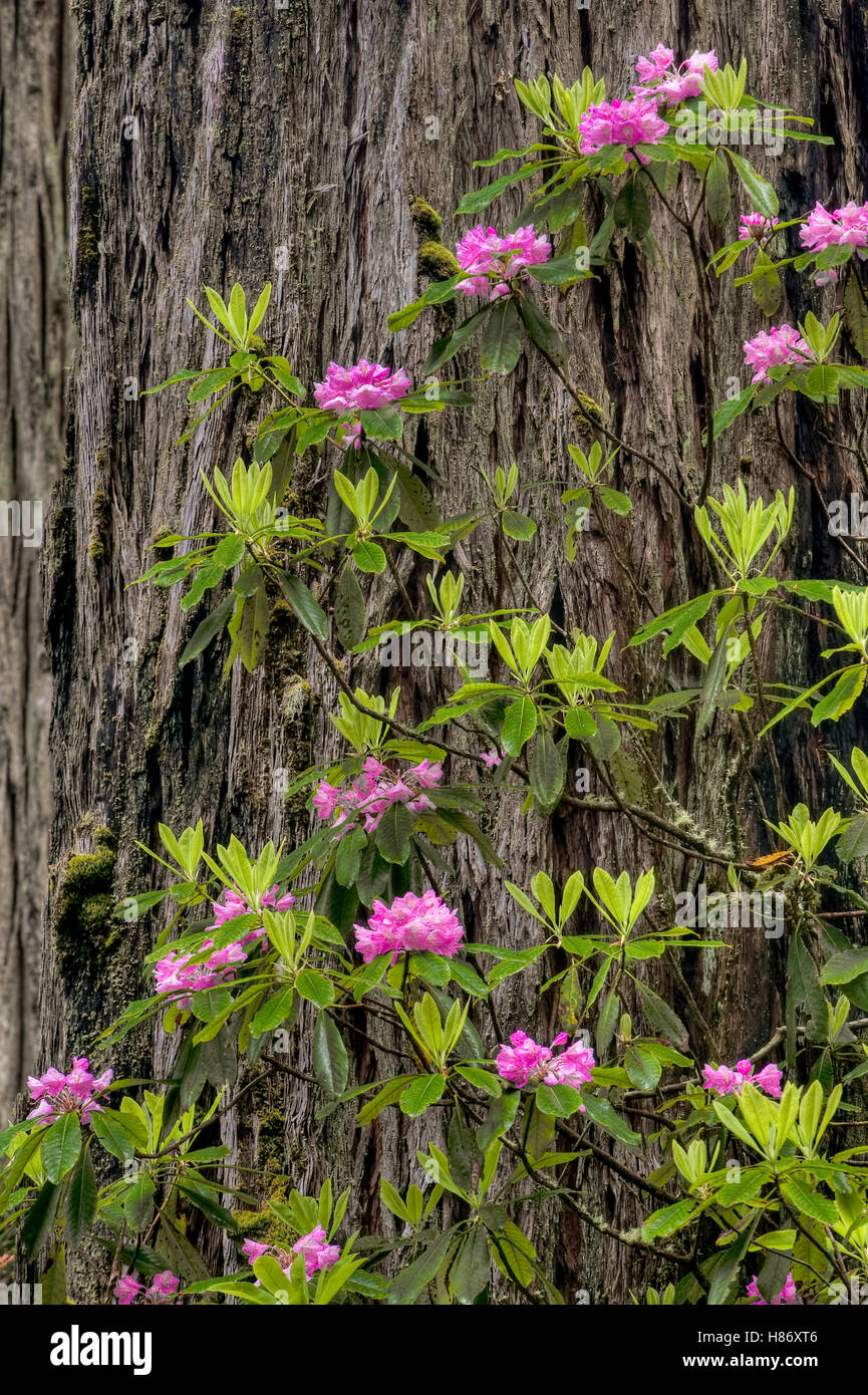 Pacific Rhododendron (Rhododendron macrophyllum) flowering in old ...