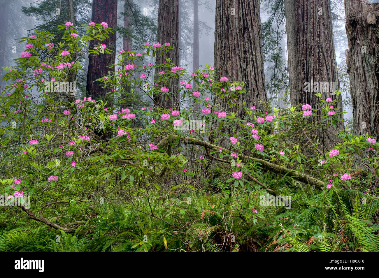 Pacific Rhododendron (Rhododendron macrophyllum) flowering in old ...
