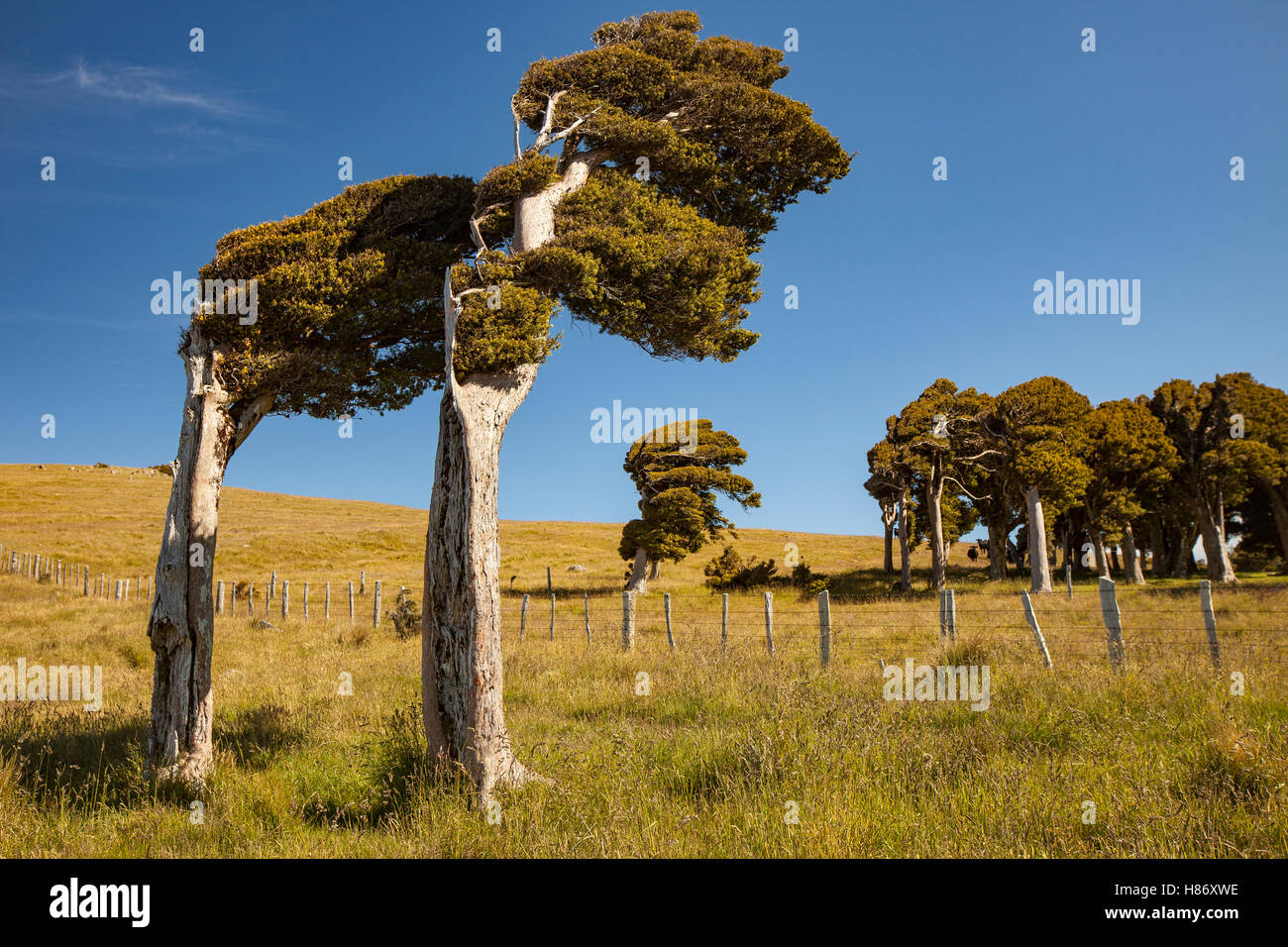 Totara (Podocarpus totara) trees shaped by strong winds, Banks ...