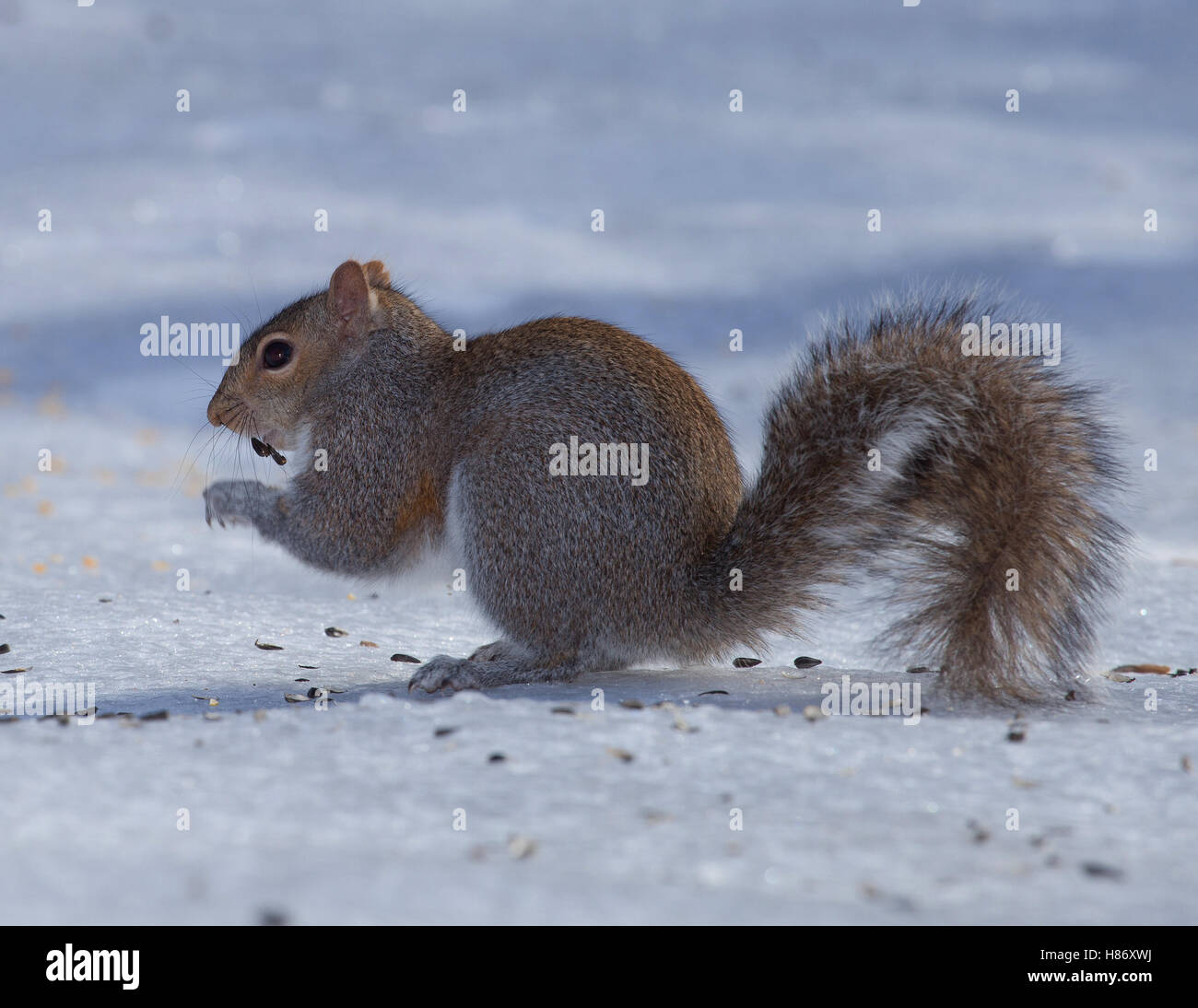 Squirrel on ice with some motion blur in its front paws Stock Photo - Alamy