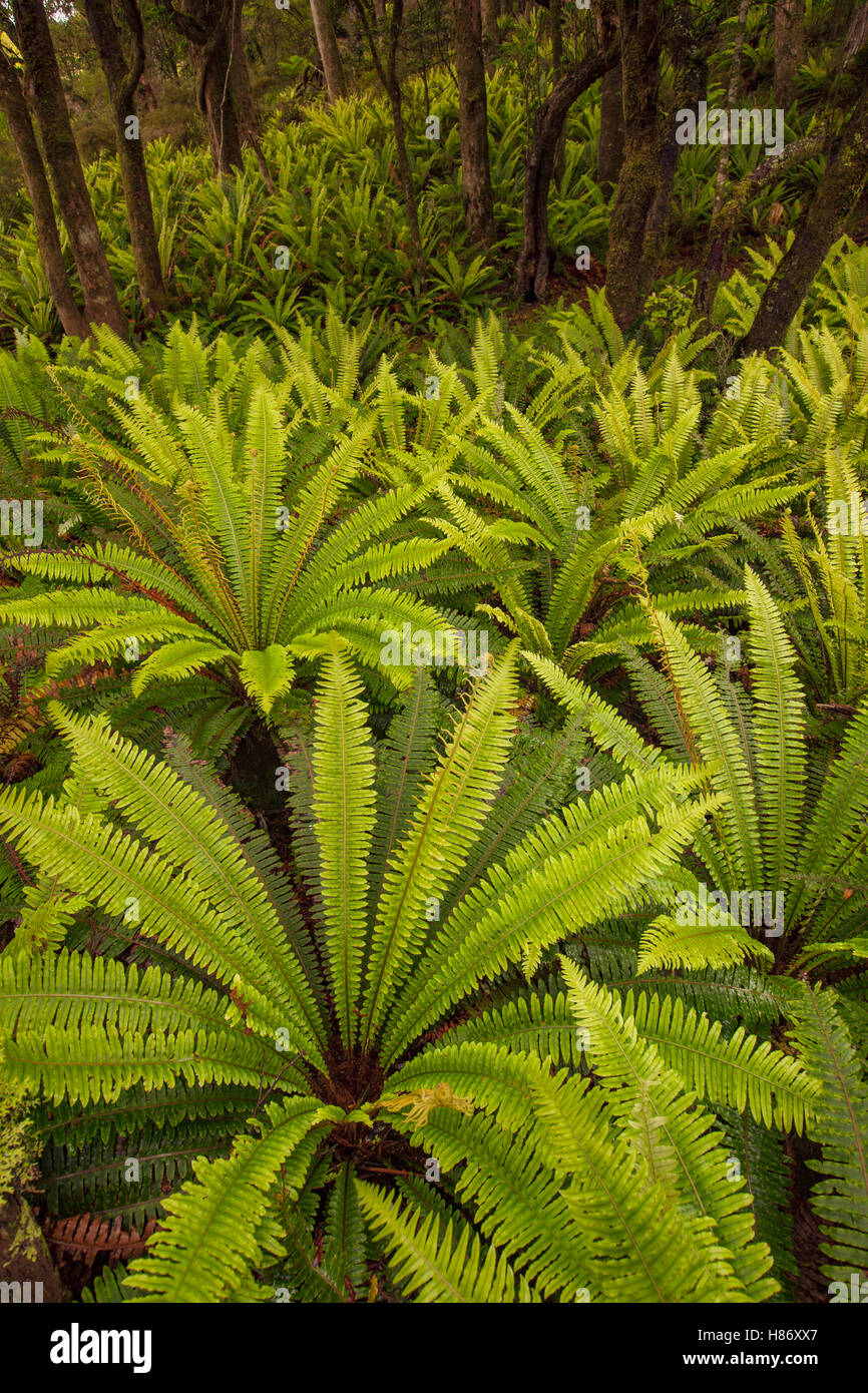 Crown Fern (Blechnum discolor) group, Stewart Island, New Zealand Stock ...
