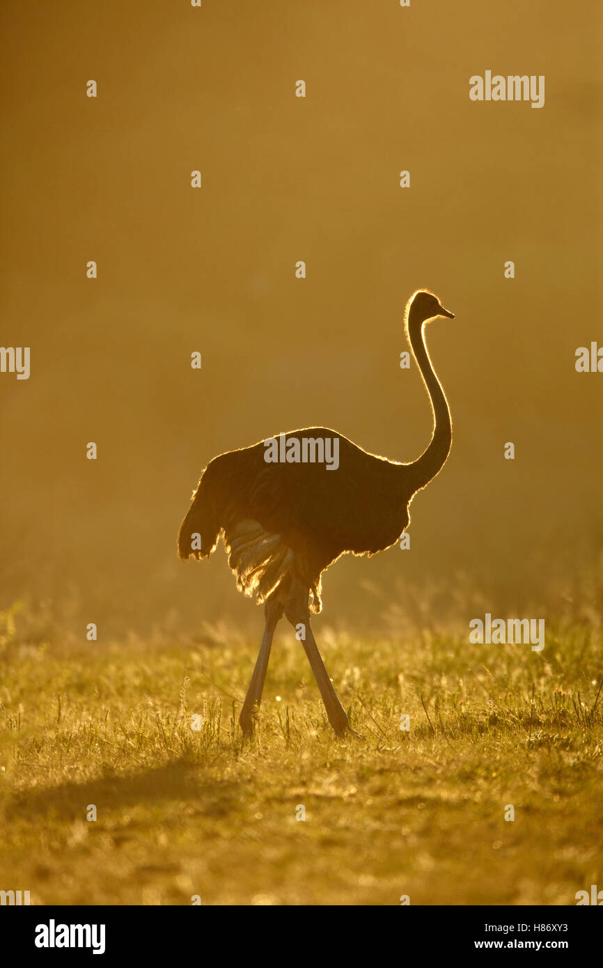 Ostrich (Struthio camelus) male, Rietvlei Nature Reserve, South Africa ...