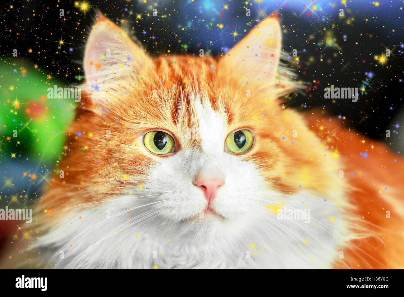 Cute adult cat hi-res stock photography and images - Alamy