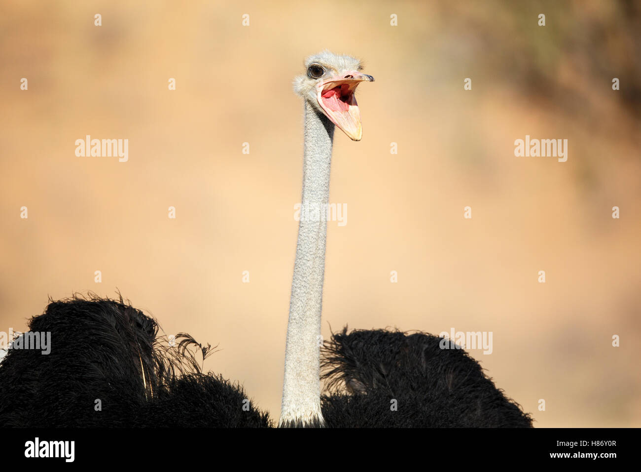 Ostrich (Struthio camelus) male calling, Kgalagadi Transfrontier Park ...