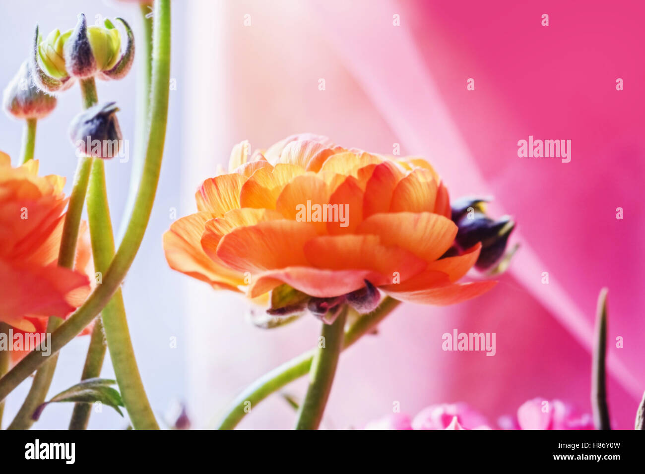 Nice orange flower of spring ranunculus on pink background Stock Photo ...
