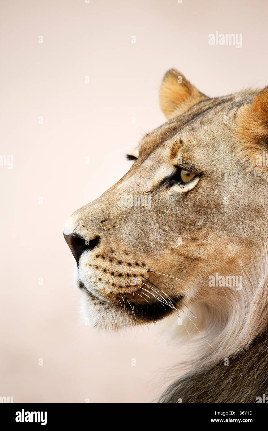 African Lion (Panthera leo) male, Kgalagadi Transfrontier Park, South ...