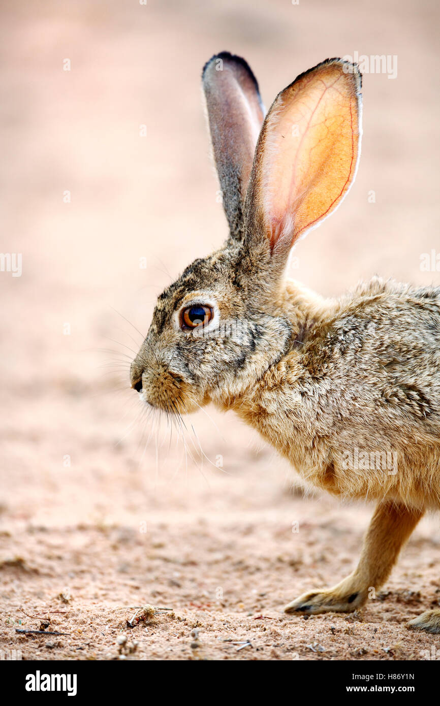 Scrub Hare (Lepus saxatilis), Kgalagadi Transfrontier Park, South ...