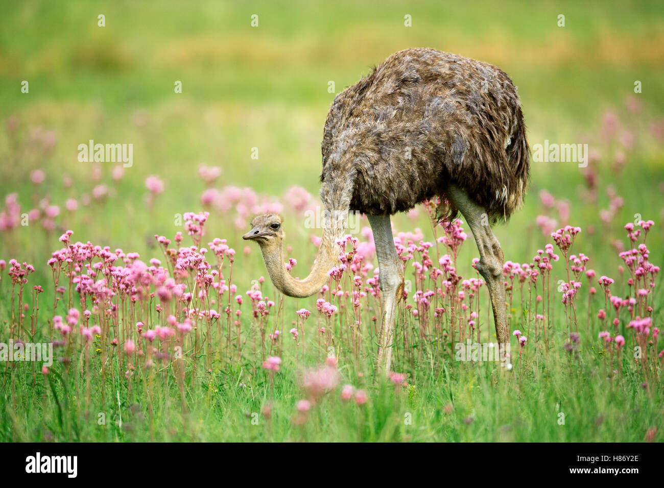 Ostrich (Struthio camelus) female in field of flowering Pompom Weed ...