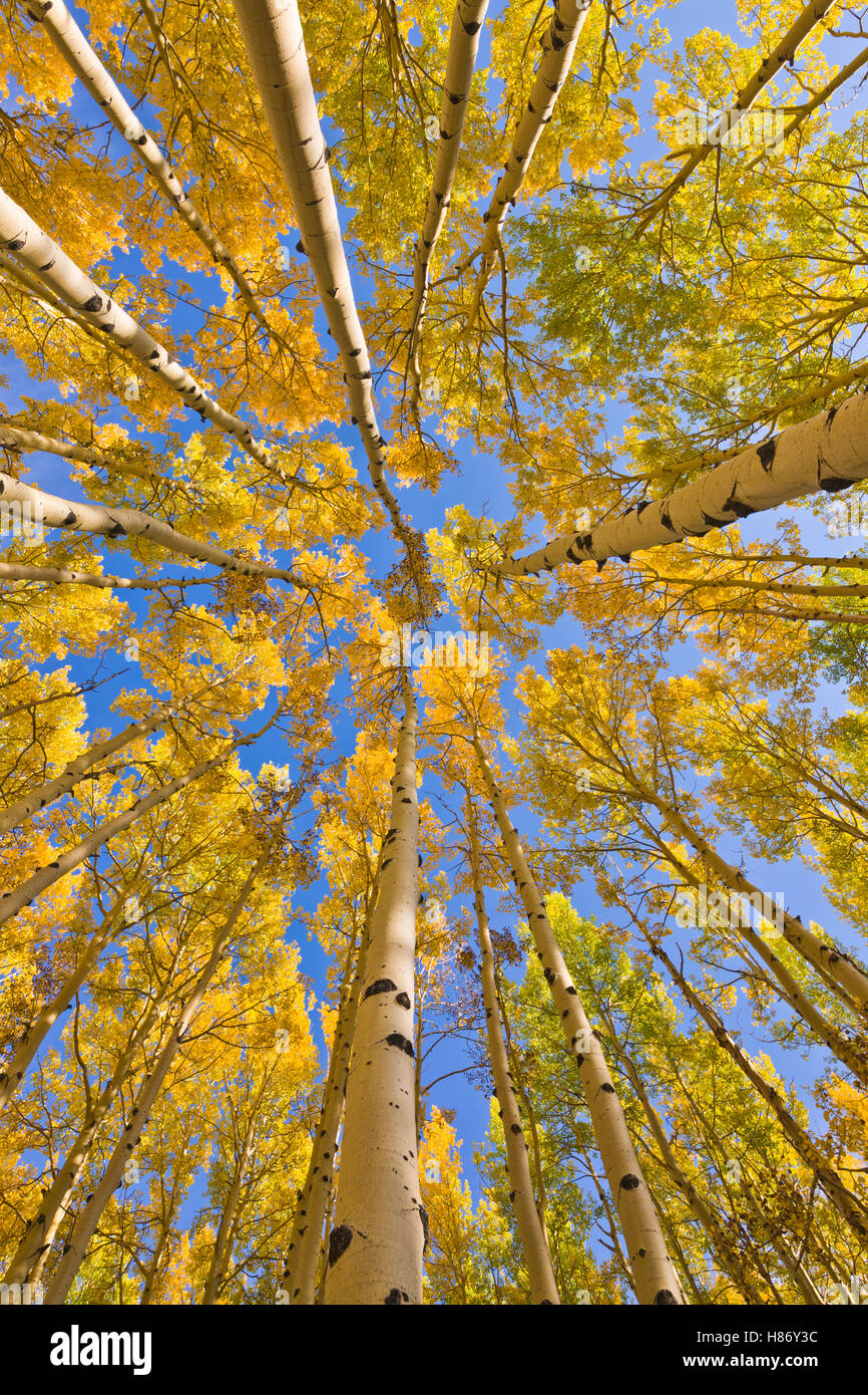 Looking up tall aspen trees hi-res stock photography and images - Alamy
