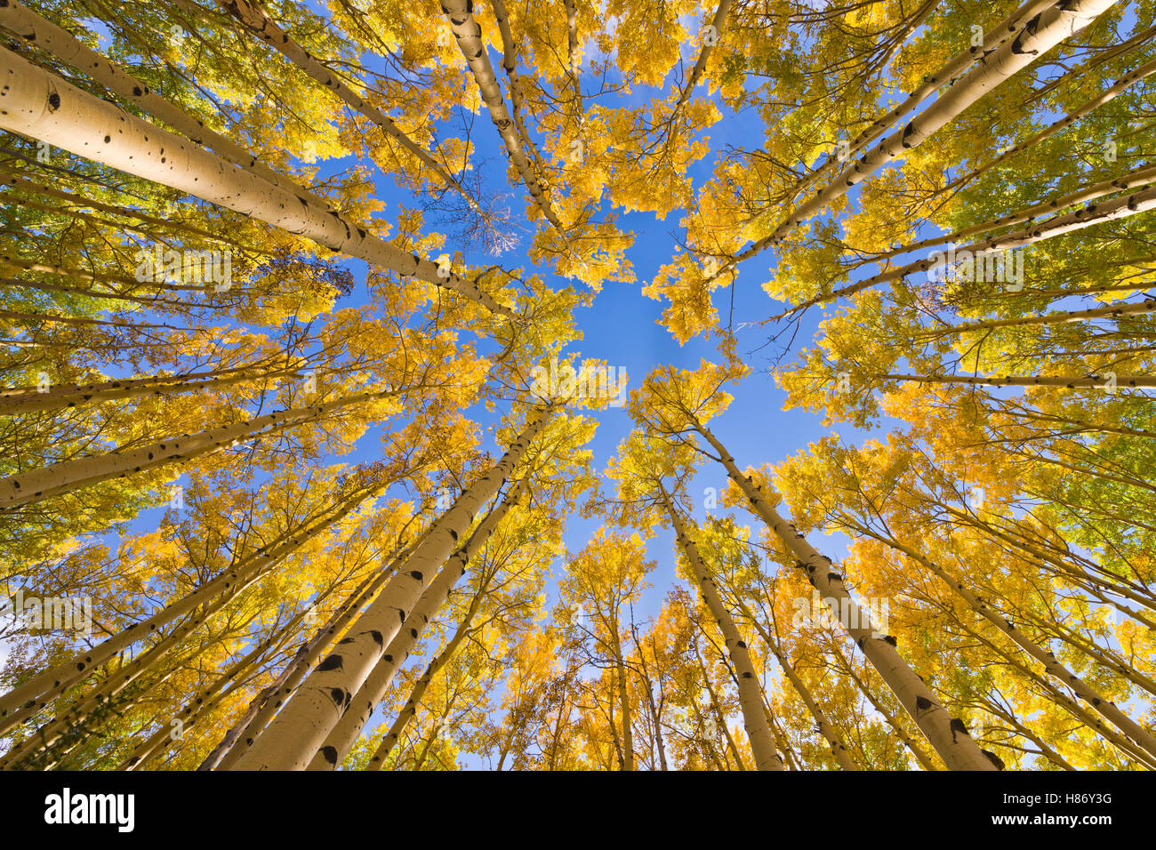 Quaking Aspen (Populus tremuloides) trees in autumn, Utah Stock Photo ...