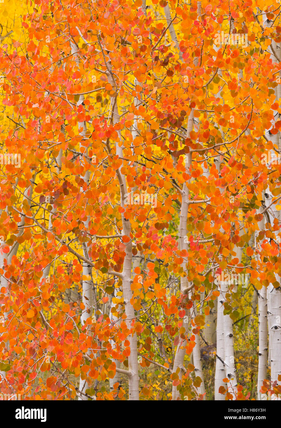 Quaking Aspen (Populus tremuloides) trees in autumn, Boulder Mountains ...