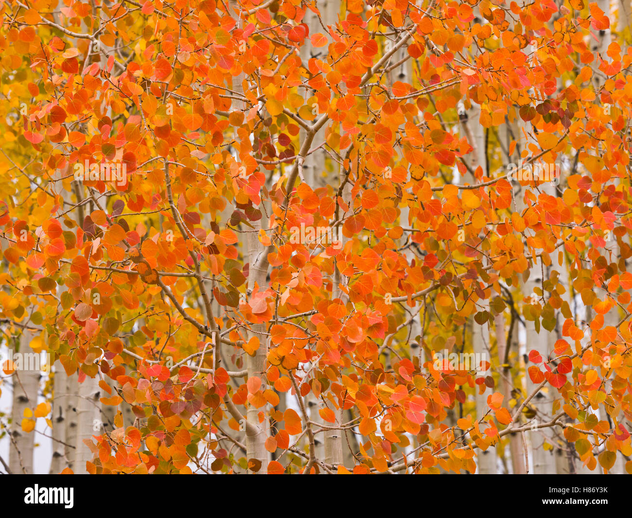 Quaking Aspen (Populus tremuloides) trees in autumn, Boulder Mountains ...