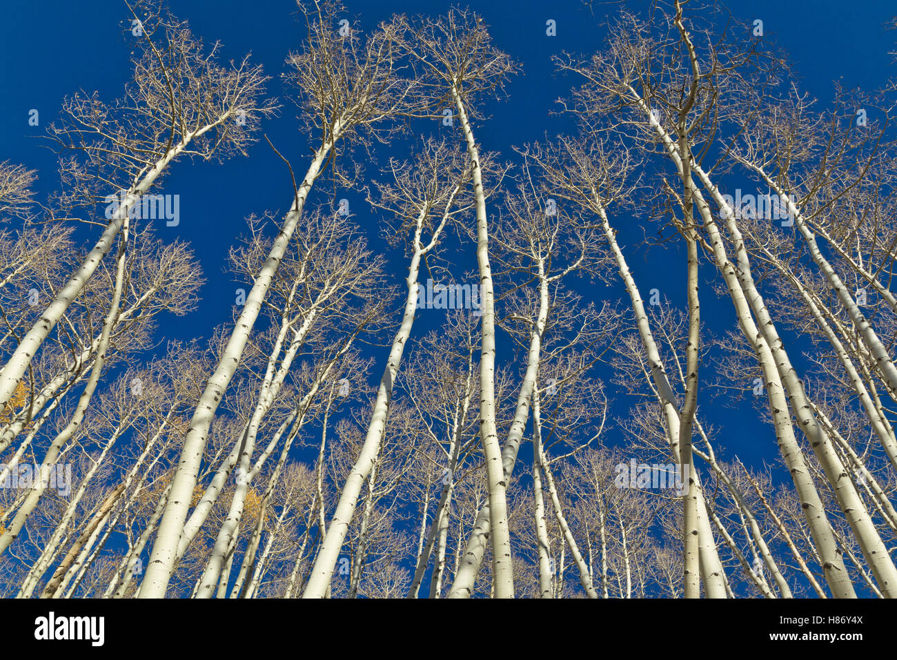 Quaking Aspen (Populus tremuloides) trees in autumn, San Juan National ...
