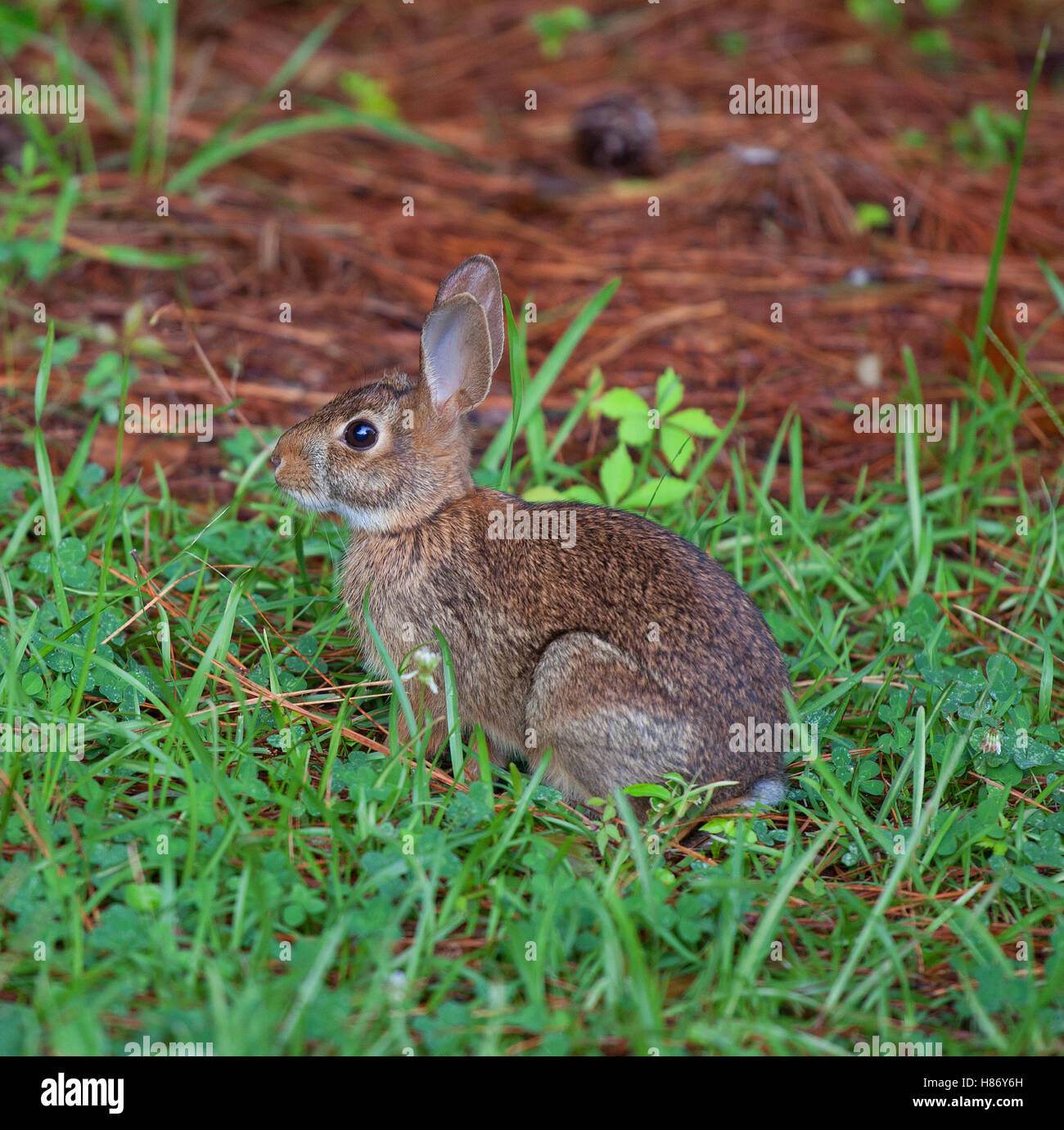 Rabbit at the edge of the forest hi-res stock photography and images ...