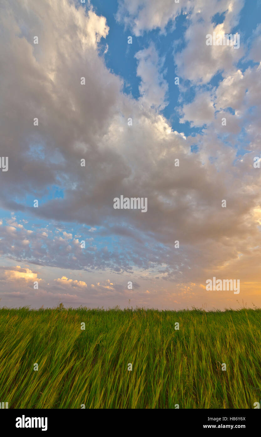 Billowing cumulus clouds over prairie at sunset, North Dakota Stock ...