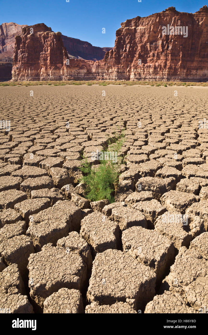 Tamarisk (Myricaria sp) growing in dry mud, Colorado River, Utah Stock ...