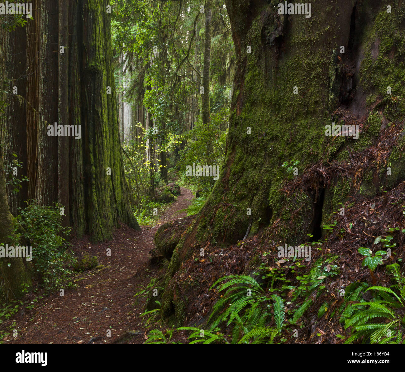 Coast Redwood (Sequoia sempervirens) trees beside path, Redwood ...