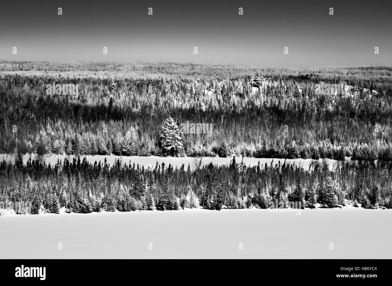 Boreal forest in winter, Minnesota Stock Photo - Alamy