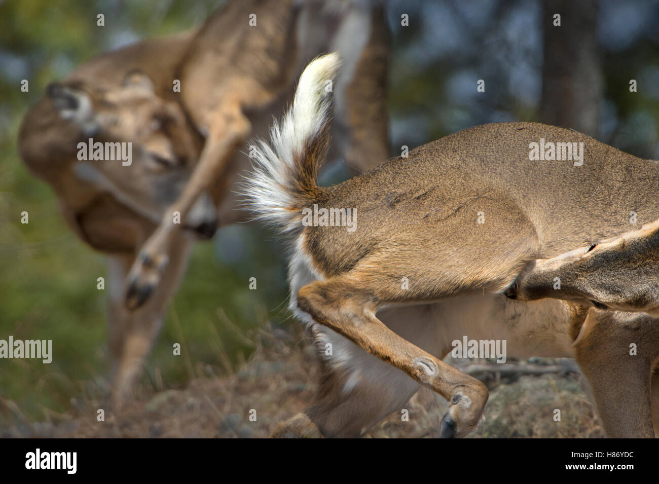 White-tailed Deer (Odocoileus virginianus) pair grooming, Minnesota ...