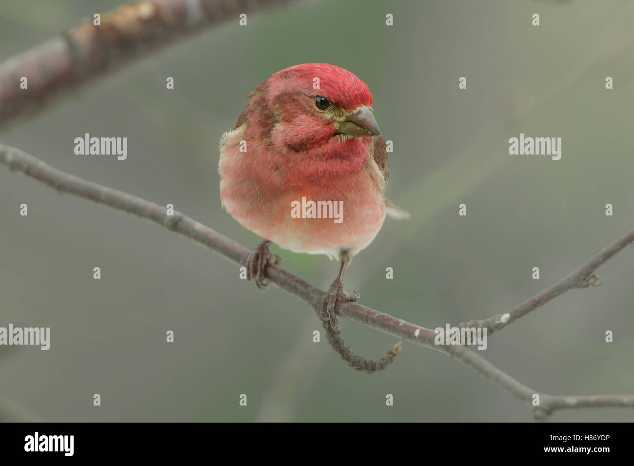 Purple Finch (Carpodacus purpureus), Minnesota Stock Photo - Alamy