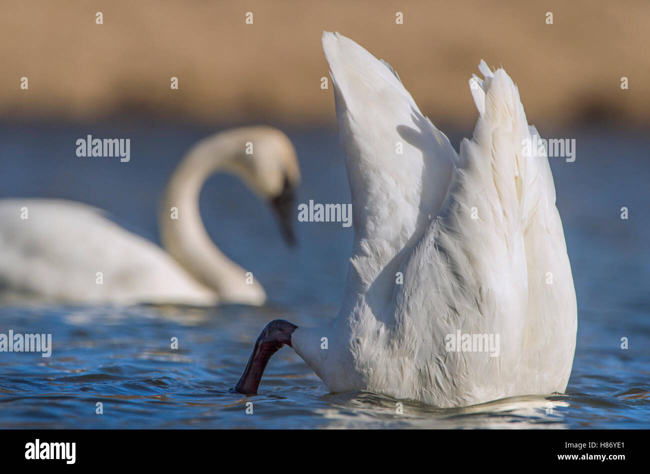 Trumpeter Swan (Cygnus buccinator) pair dabbling, Minnesota Stock Photo ...