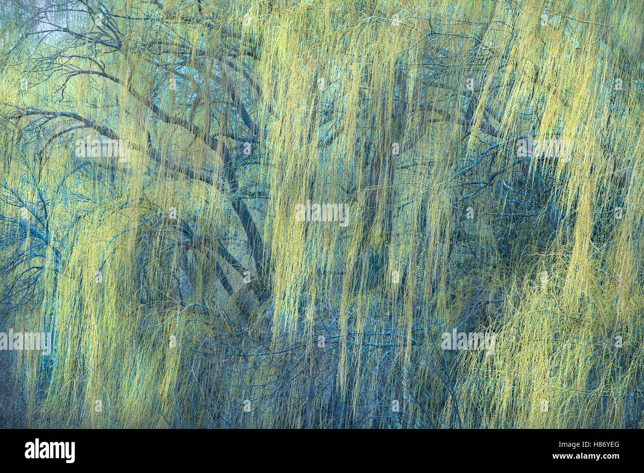 Willow (Salix sp) branches,early spring, Minnesota Stock Photo - Alamy