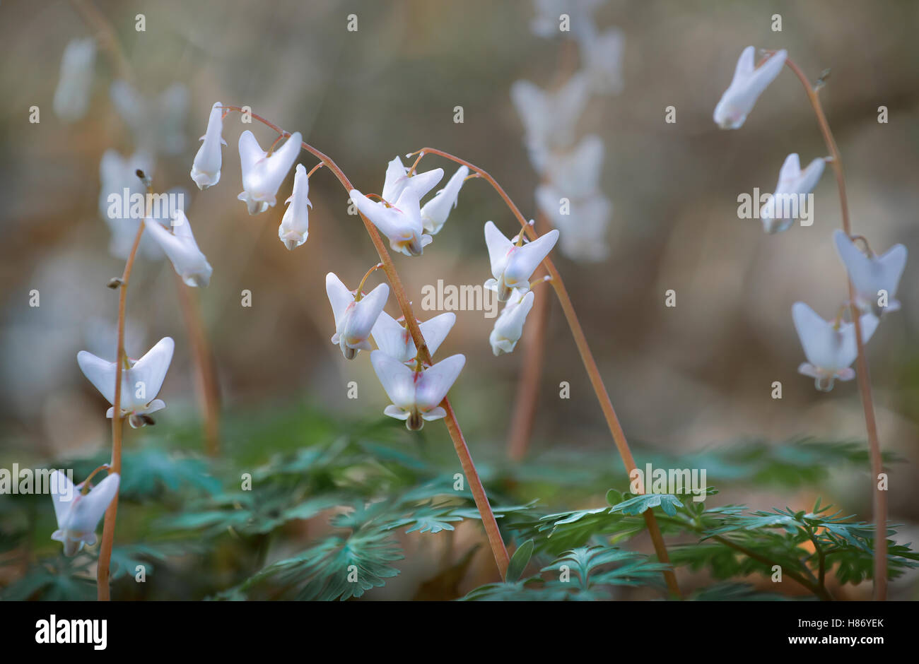 Dutchman's Breeches (Dicentra cucullaria) flowers, Minnesota Stock ...
