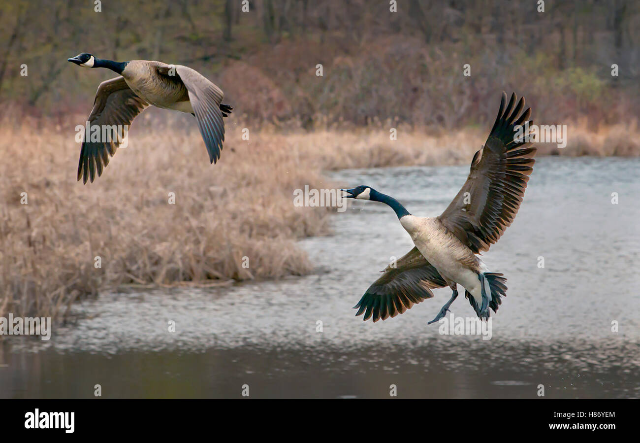 Canada Goose (Branta canadensis) pair flying, Minnesota Stock Photo - Alamy