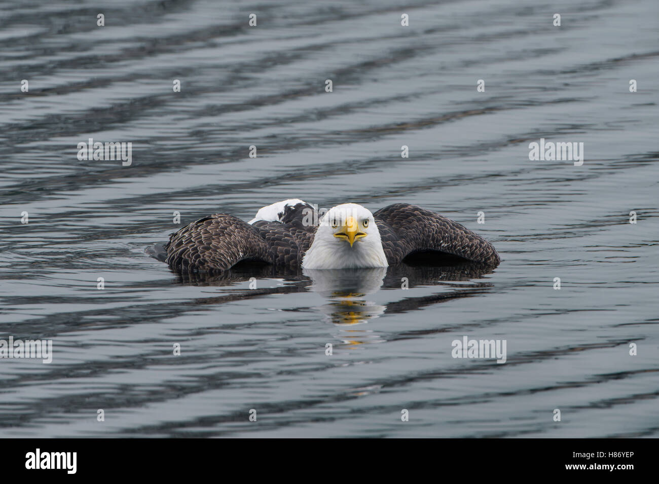 Bald Eagle (Haliaeetus leucocephalus) dying after getting submerged in ...