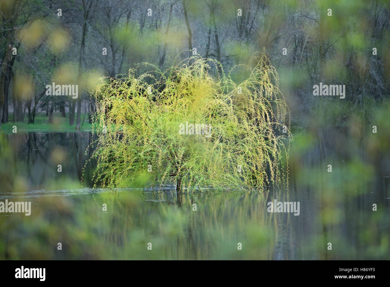 Willow (Salix sp) tree, spring, Minnesota Stock Photo - Alamy