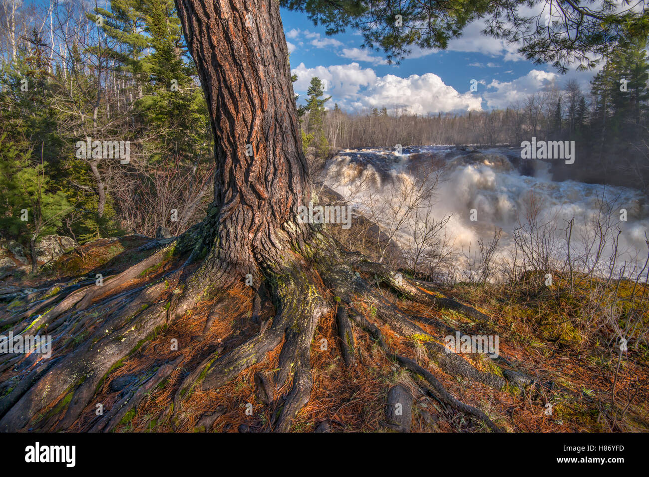 White Pine (Pinus strobus) tree and waterfall, early spring, Minnesota ...