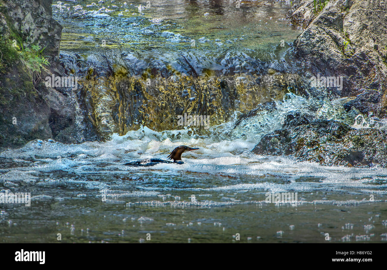 Common Merganser (Mergus merganser) near waterfall, Minnesota Stock ...