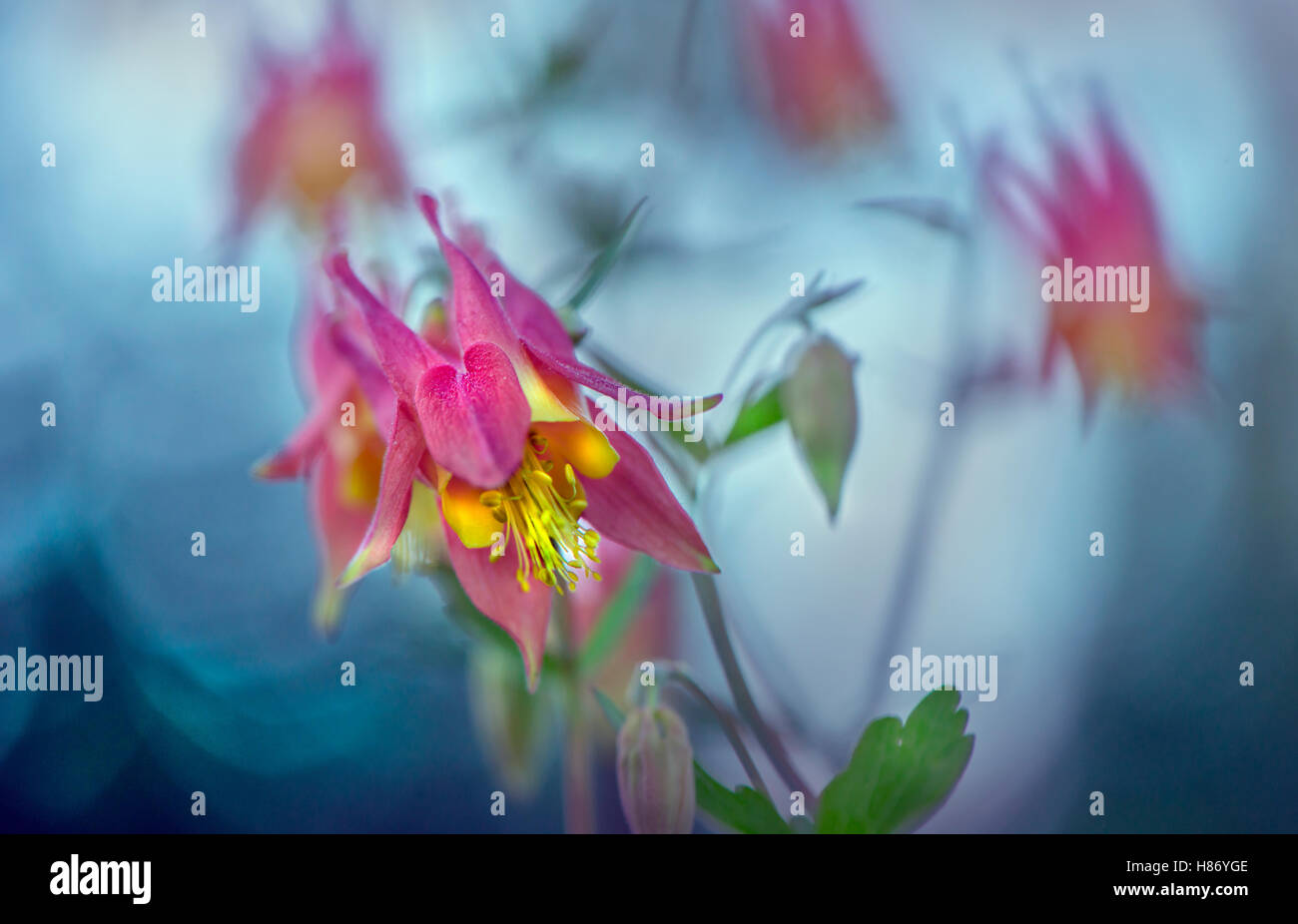 Columbine (Aquilegia sp) flowers, Minnesota Stock Photo - Alamy