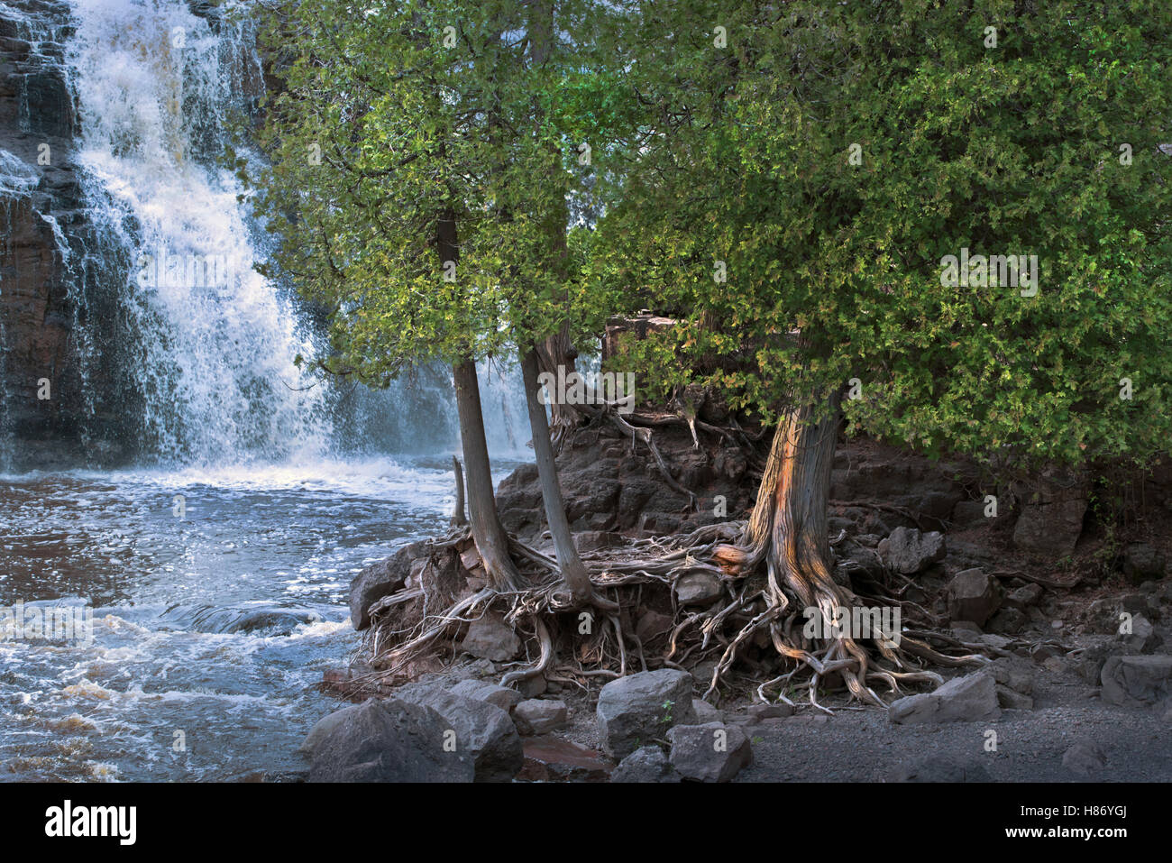 Cedar (Cedrus sp) trees on riverbank, Gooseberry Falls State Park ...