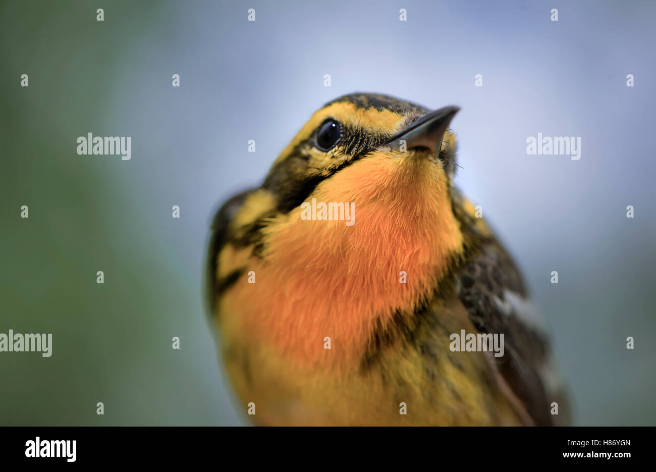 Blackburnian Warbler (Setophaga fusca), Minnesota Stock Photo - Alamy