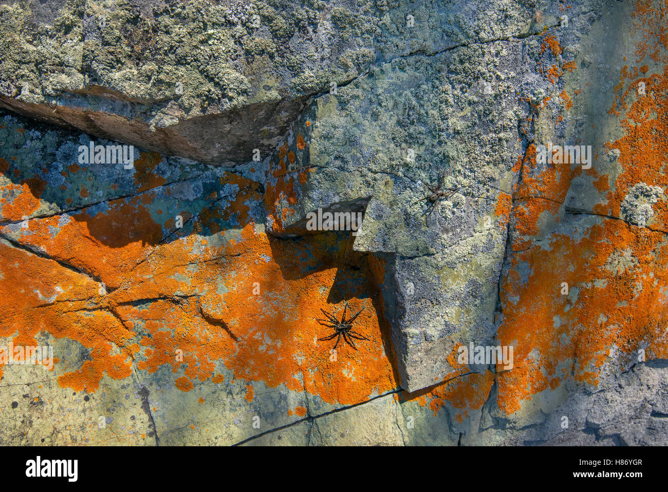 Wolf Spider (Lycosidae) and lichen, on rocks, Minnesota Stock Photo - Alamy