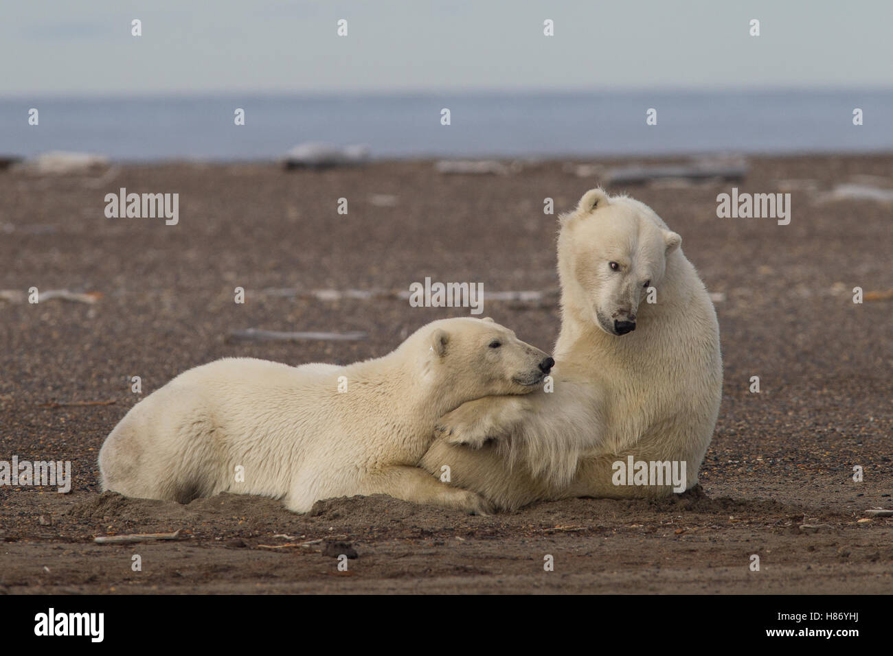 Polar Bear (Ursus maritimus) mother and cub, Barter Island, Alaska ...