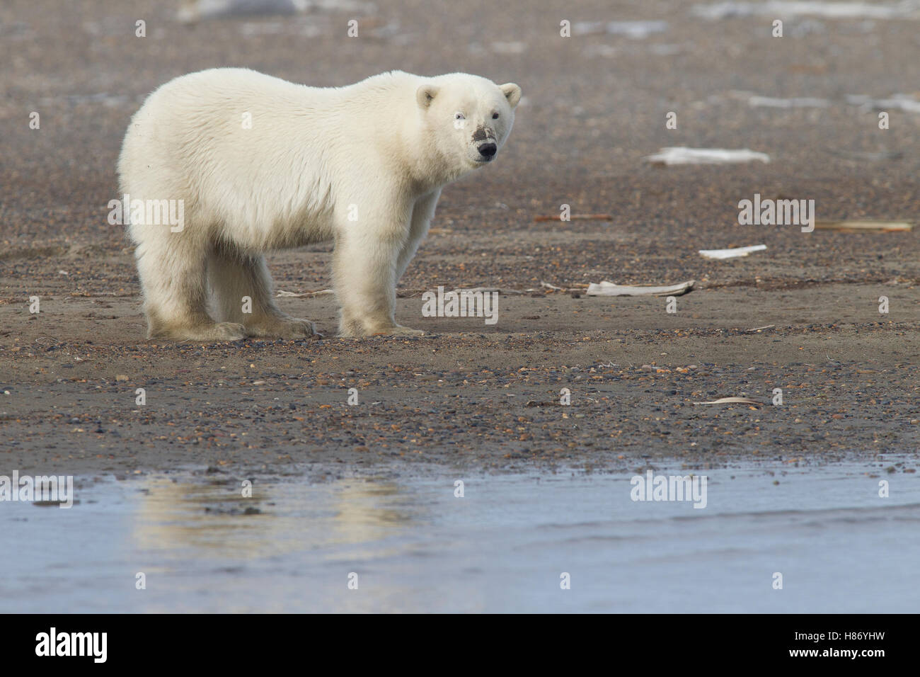 Polar Bear (Ursus maritimus) yearling cub, Barter Island, Alaska Stock ...