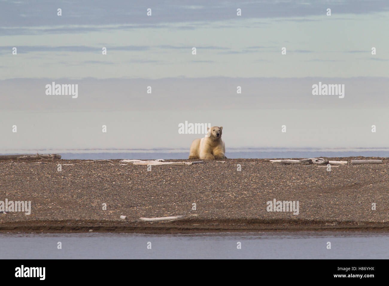 Polar Bear (Ursus maritimus) on beach, Barter Island, Alaska Stock ...
