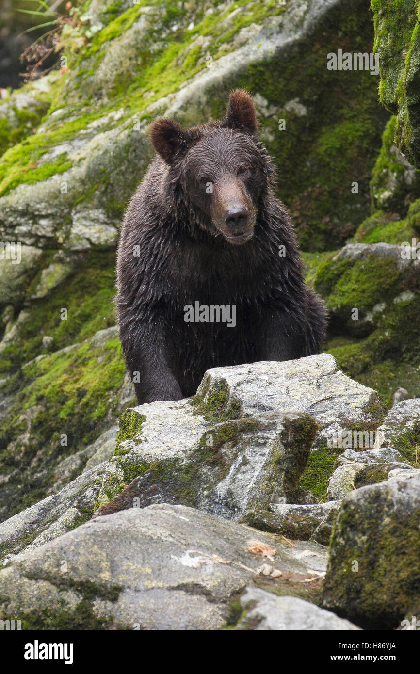 Grizzly Bear (Ursus arctos horribilis) in temperate rainforest, Anan ...