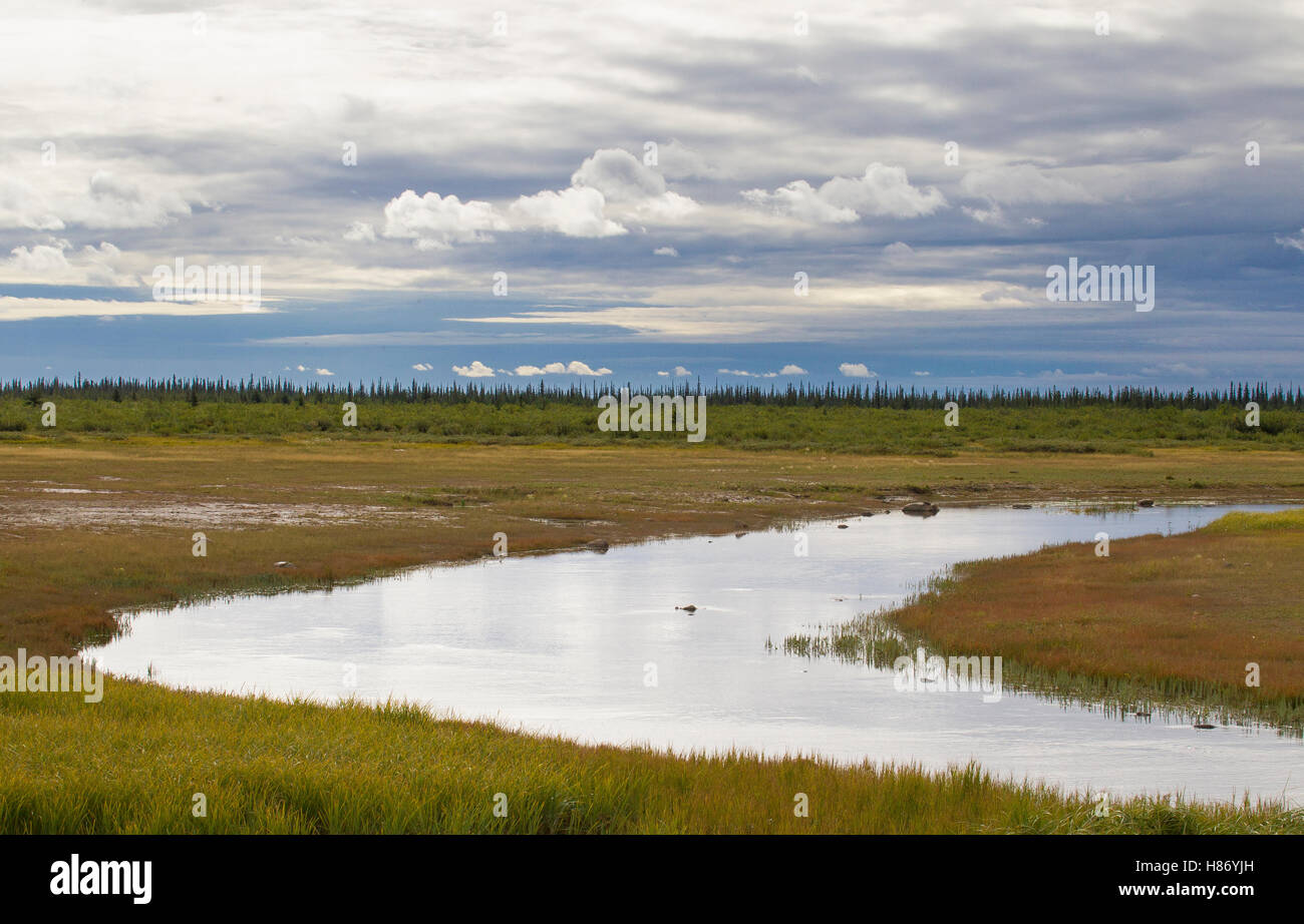 Coastal flats in front of taiga treeline, Hudson Bay, Manitoba, Canada ...