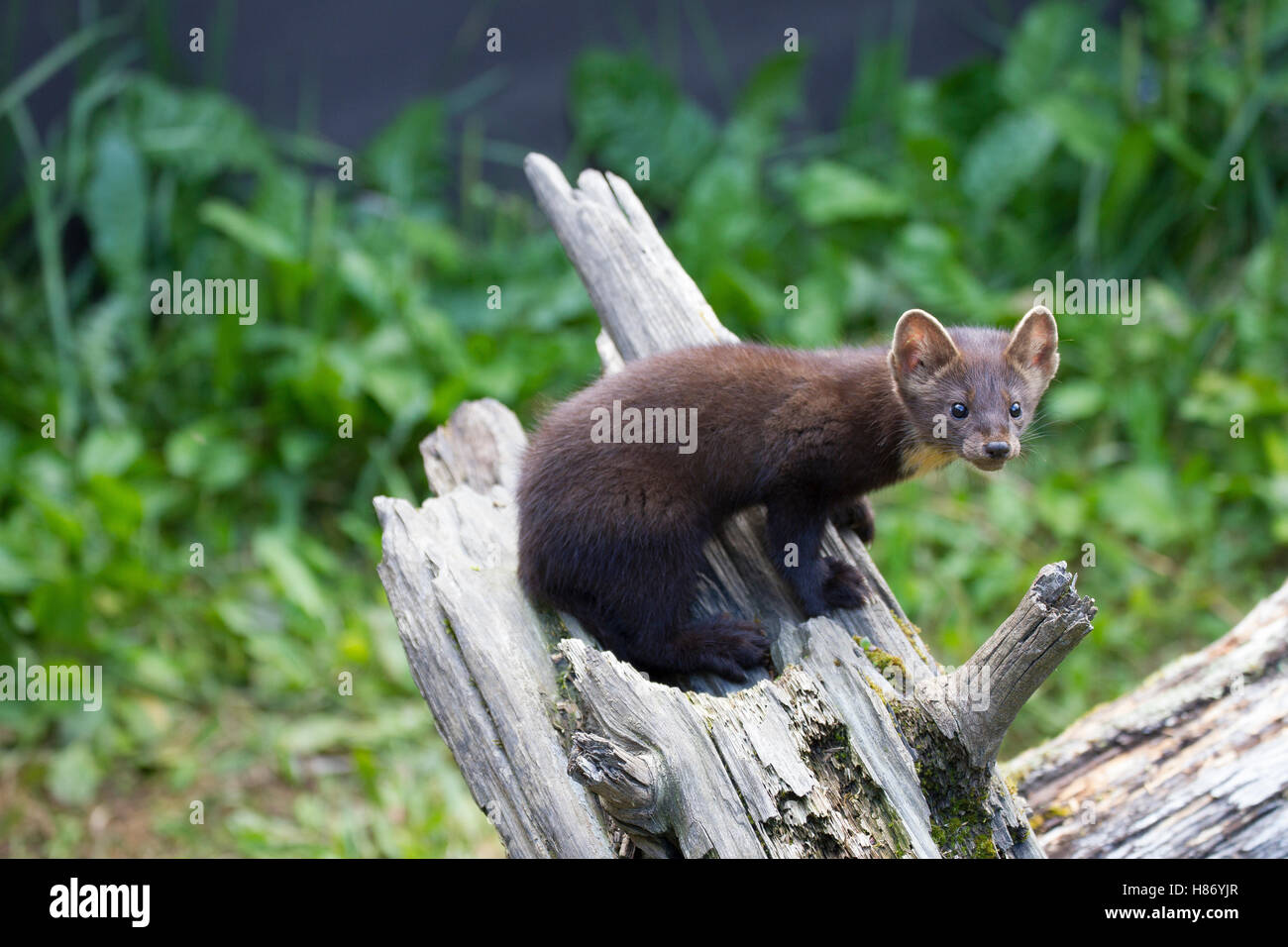 American Marten (Martes americana), Haines, Alaska Stock Photo - Alamy
