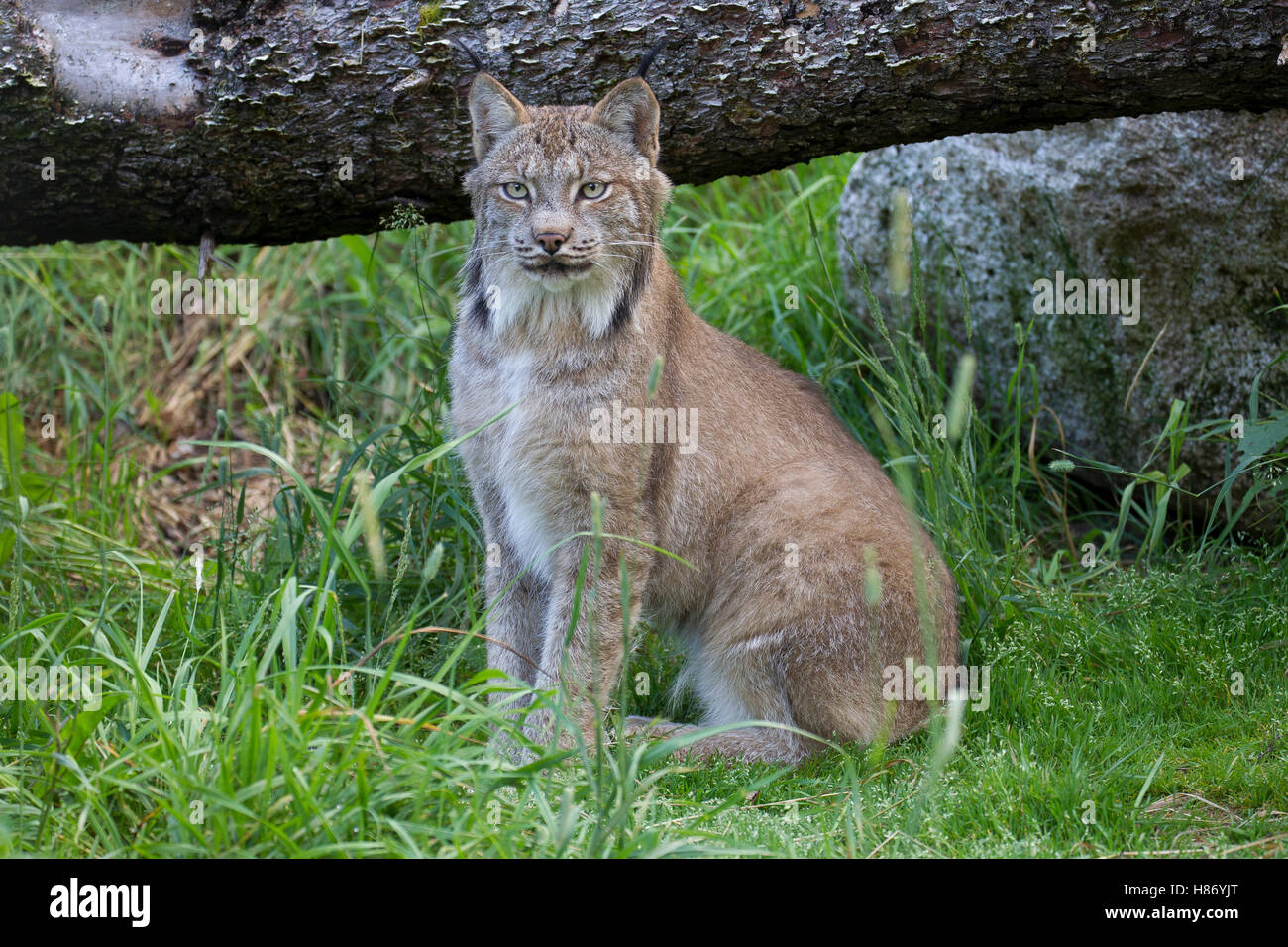 Canada Lynx (Lynx canadensis), Haines, Alaska Stock Photo - Alamy