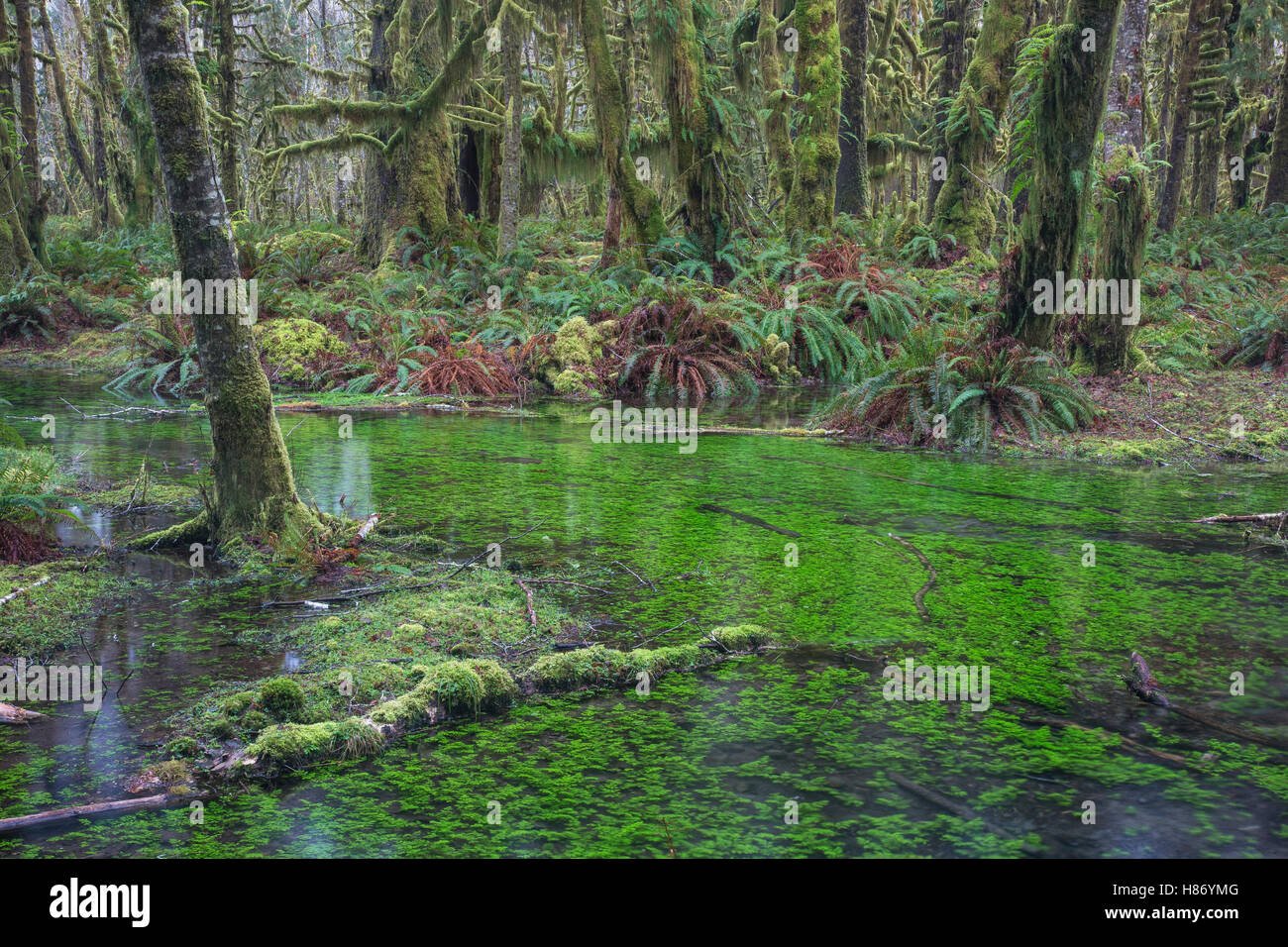 Kestner Creek Quinault Rainforest Olympic National Forest Washington