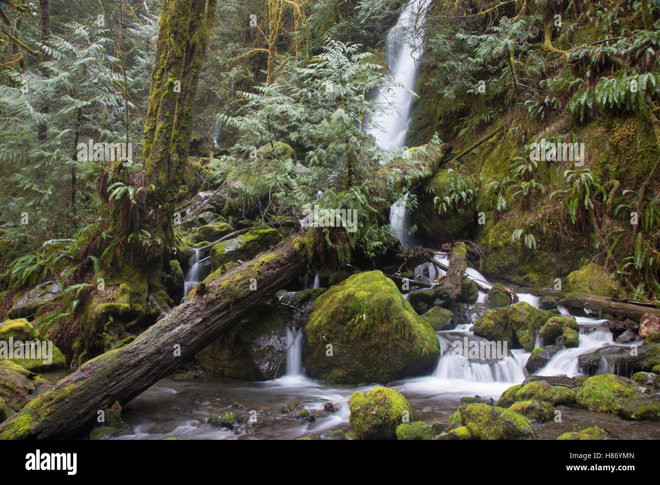 Waterfall and creek in temperate rainforest, Merriman Falls, Olympic ...