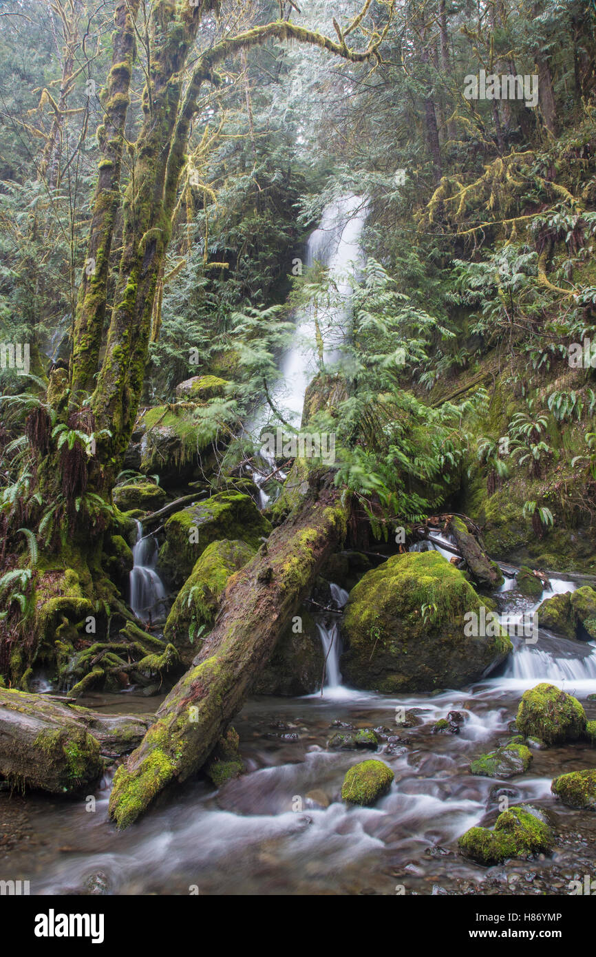 Waterfall and creek in temperate rainforest, Merriman Falls, Olympic ...